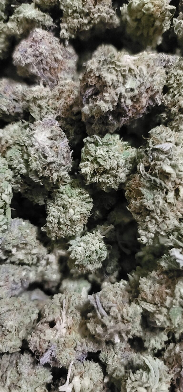 Mandarin Cookies – Cannabliss Creations Inc.