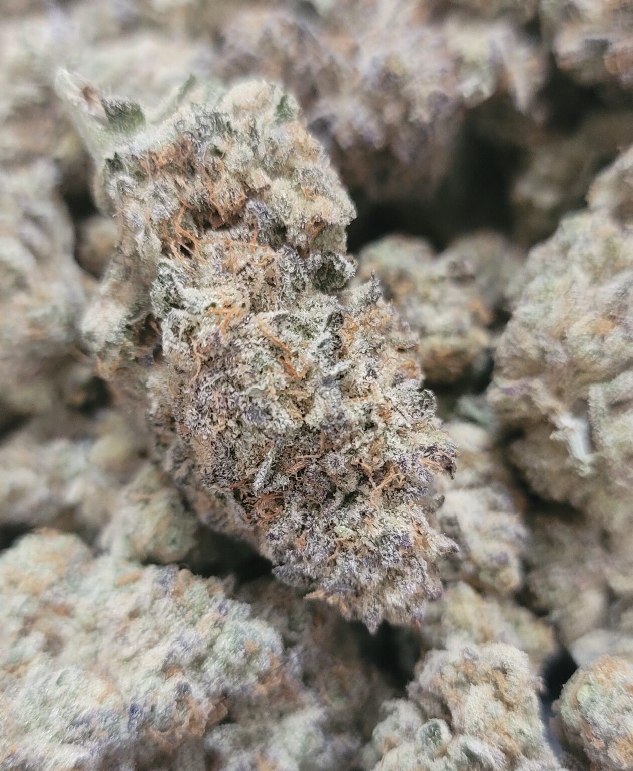 Cake Crasher – Cannabliss Creations Inc.