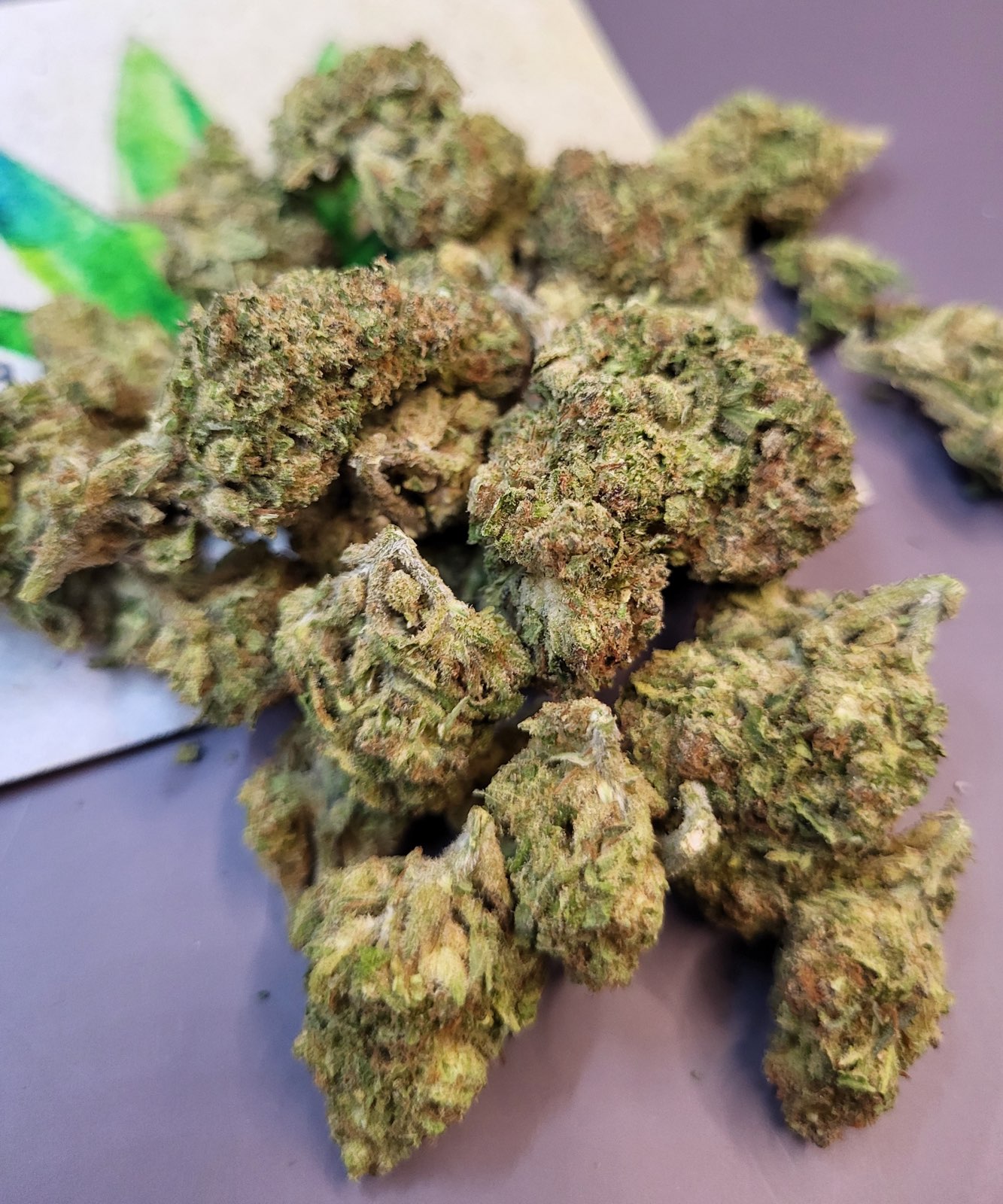 Megalodon – Cannabliss Creations Inc.